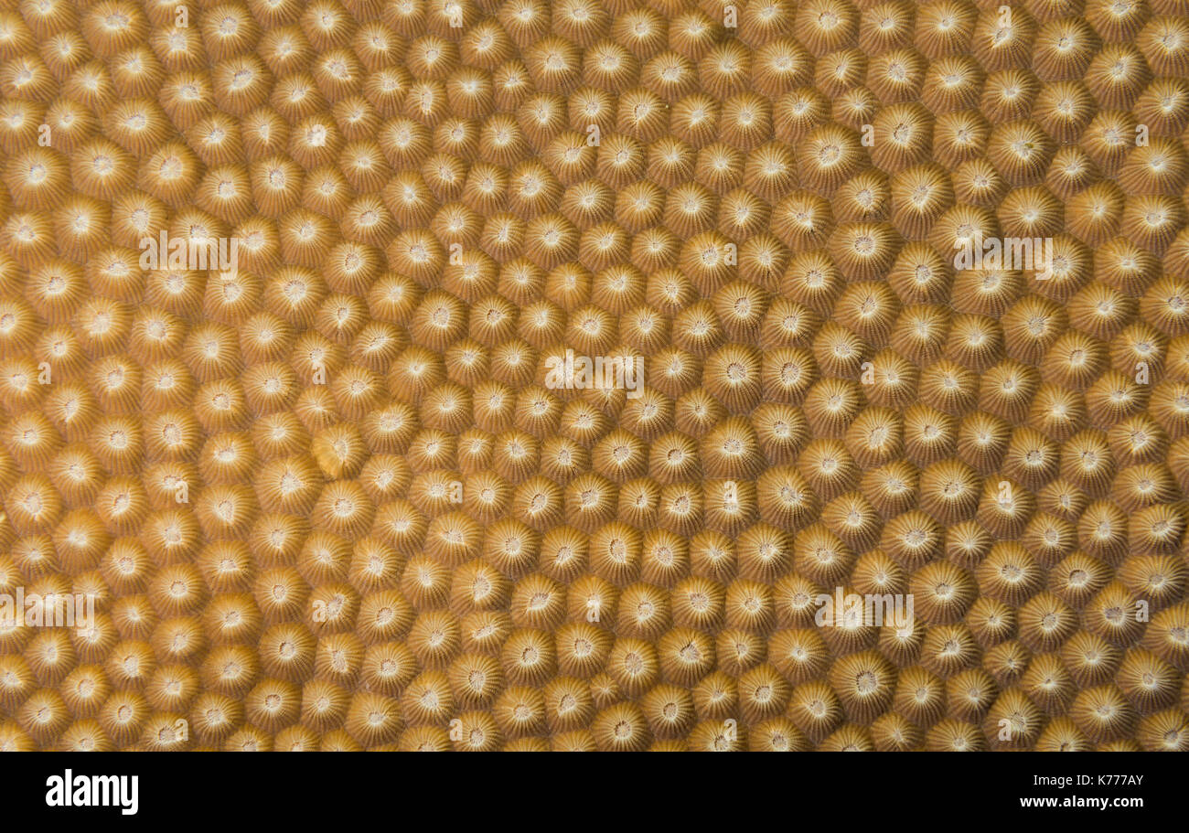 Hard Coral, Colony of Diploastrea heliopora with polygonal corallites ...