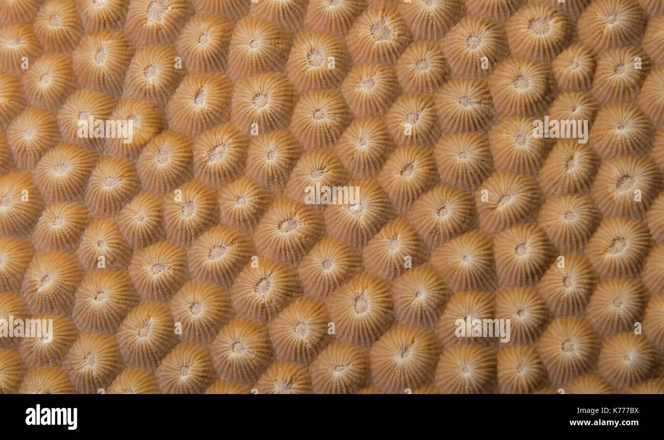Hard Coral, Colony of Diploastrea heliopora with polygonal corallites ...