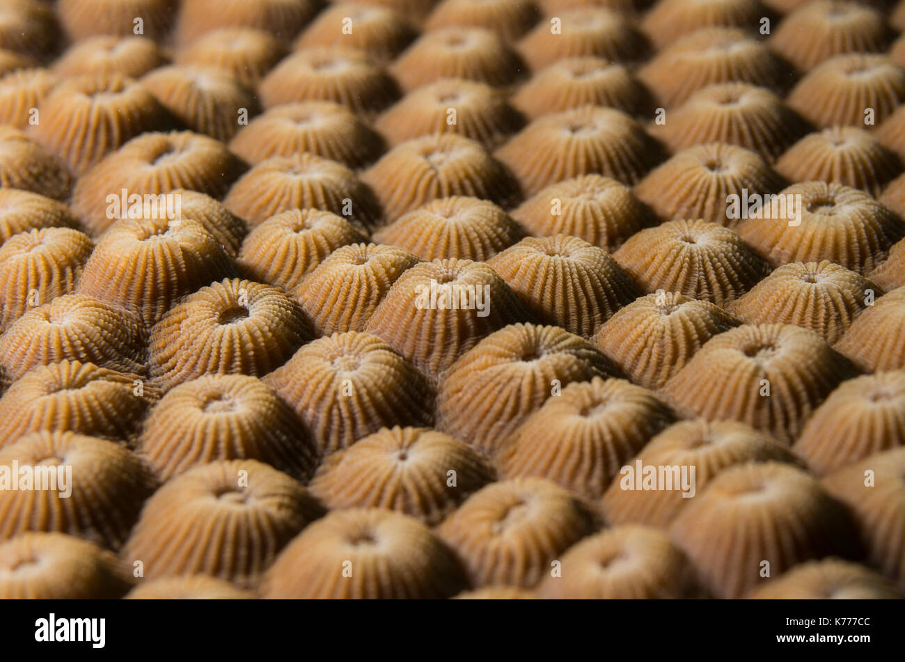 Hard Coral, Colony of Diploastrea heliopora with polygonal corallites ...