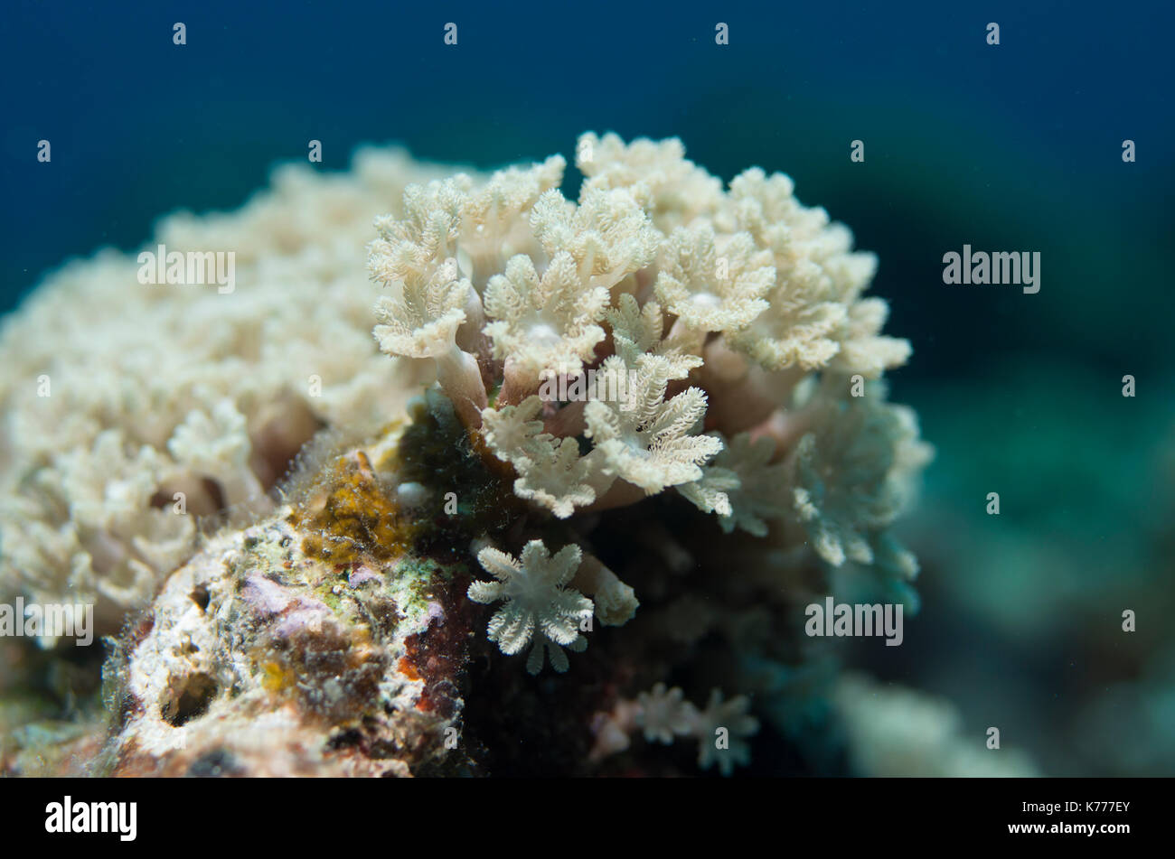 Tubipora musica of the order Alcyonacea. Organ pipe coral. Okinawa ...
