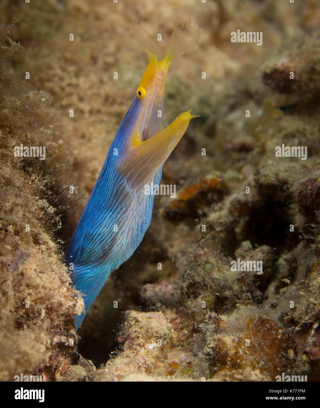 male ribbon eel (Rhinomuraena quaesita) Nago, Okinawa, Japan Stock ...