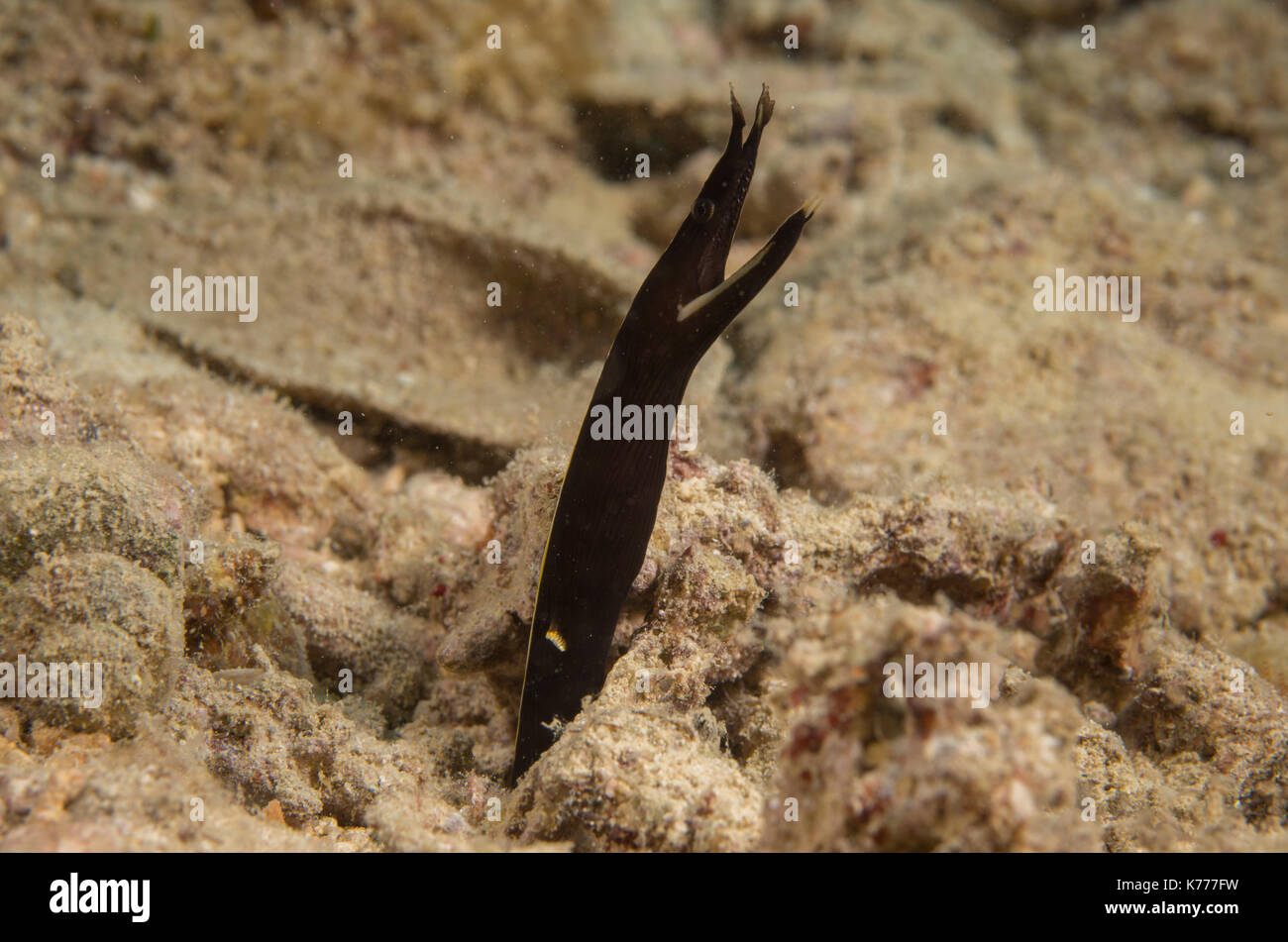 juvenile ribbon eel (Rhinomuraena quaesita) Nago, Okinawa, Japan Stock ...