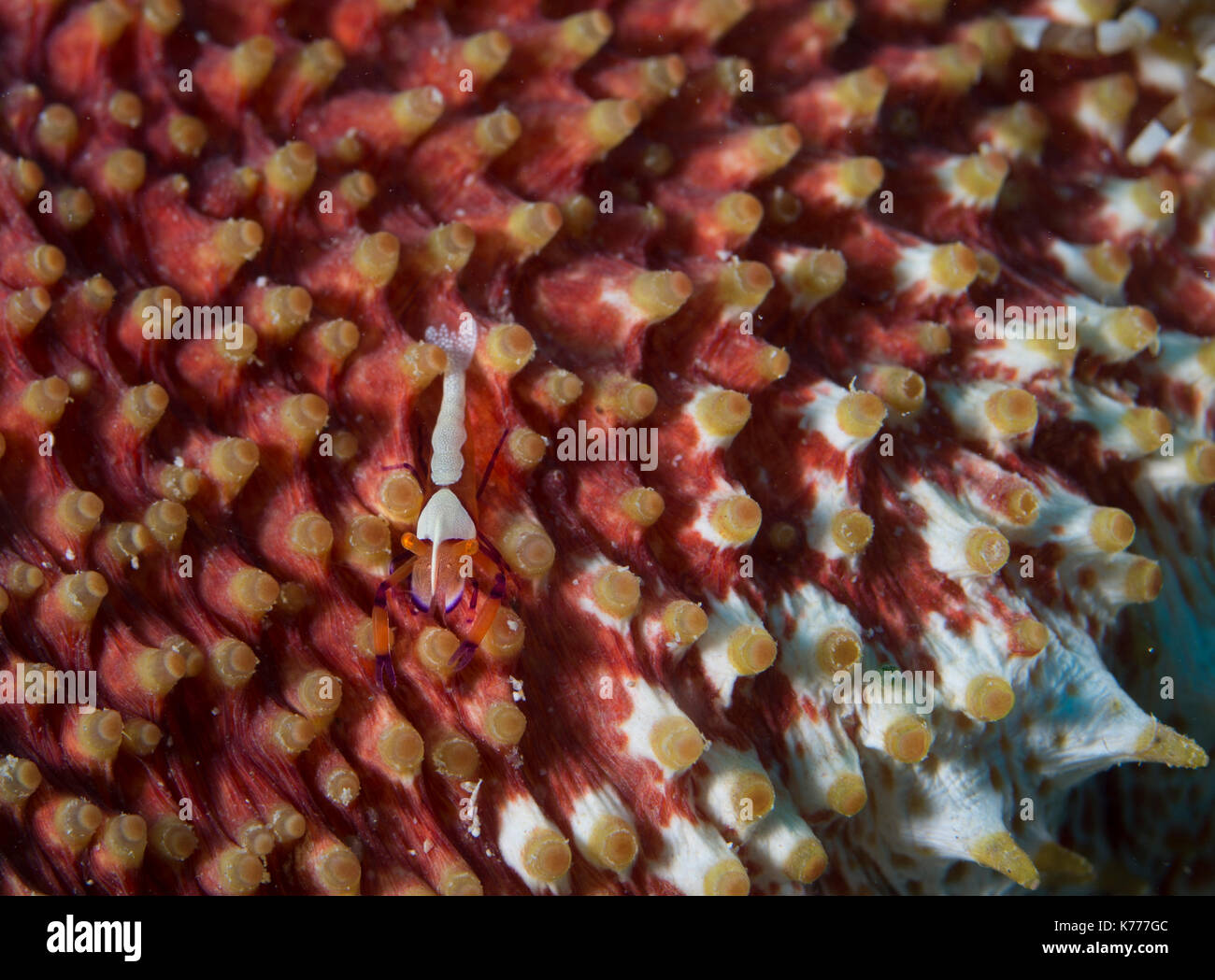 emperor shrimp (Periclimenes imperator) on Sea Cucumber, Okinawa, Japan ...