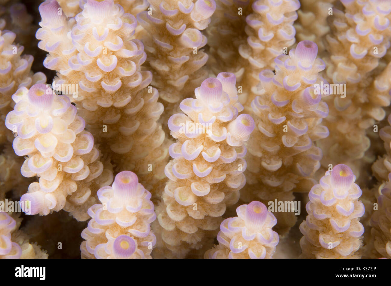 Acropora hyacinthus branching coral close up. Okinawa, Japan Stock ...