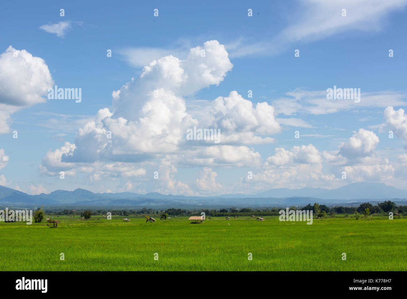 Green rice field under clouds hi-res stock photography and images - Alamy
