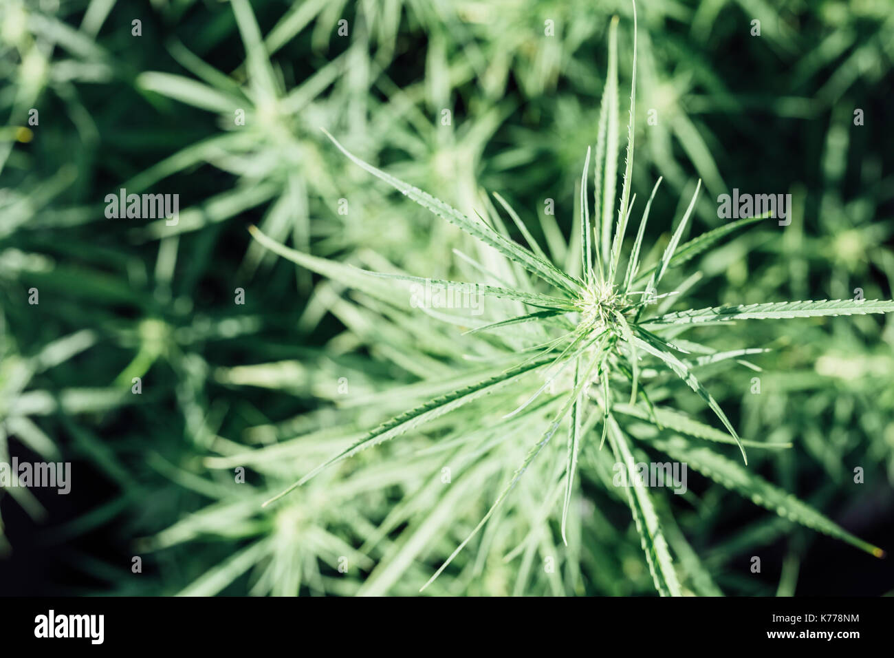 Cannabis High Quality. Marijuana. Hemp. Cannabis,Marijuana Bud on ...