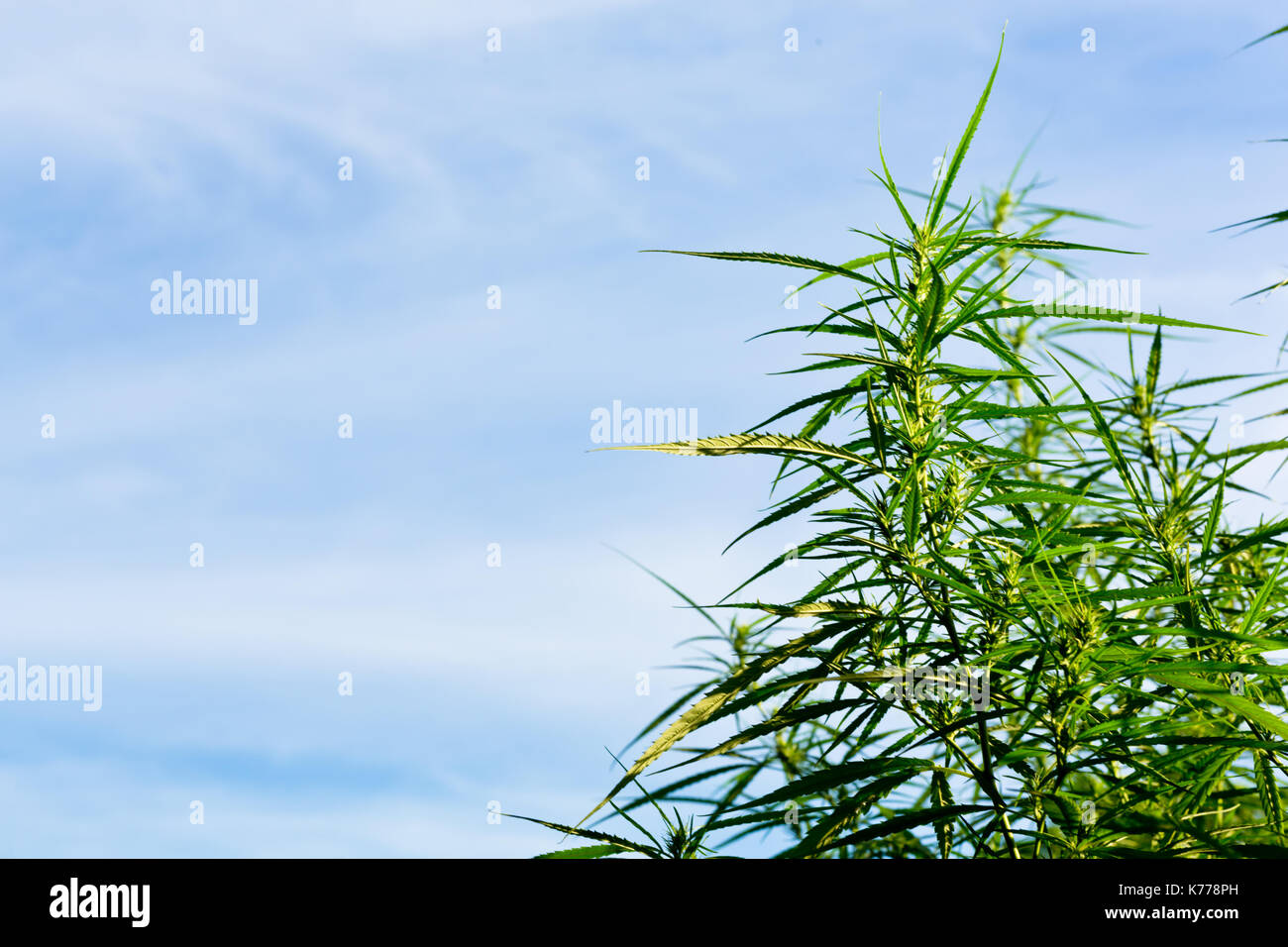 Cannabis High Quality. Marijuana. Hemp. Cannabis,Marijuana Bud on ...