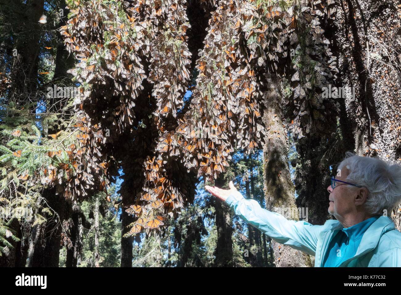 Mexico, State of Michoacan, Angangueo, Monarch Butterfly Biosphere ...