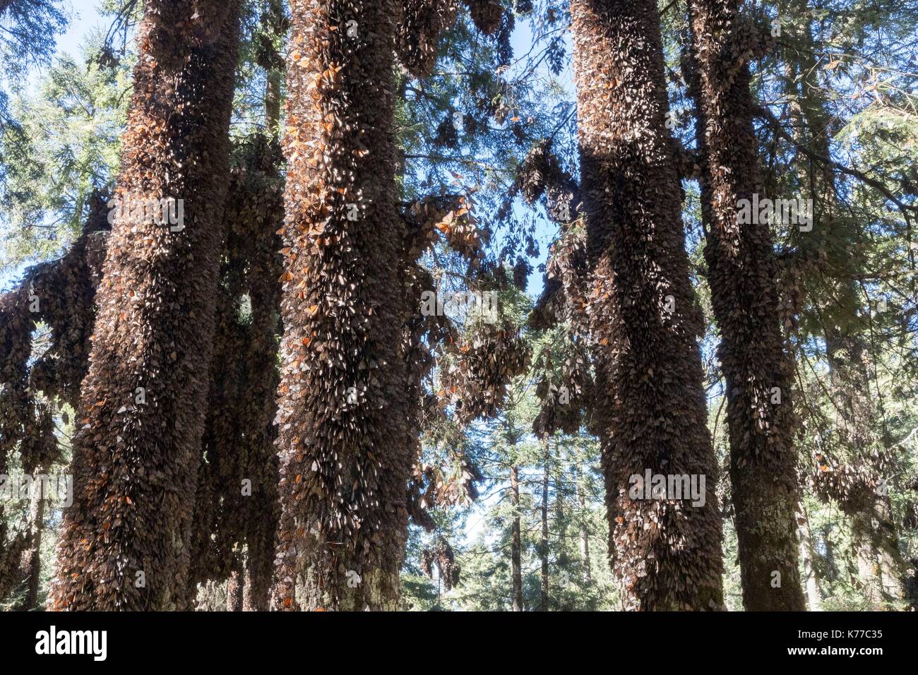 Mexico, State of Michoacan, Angangueo, Monarch Butterfly Biosphere ...