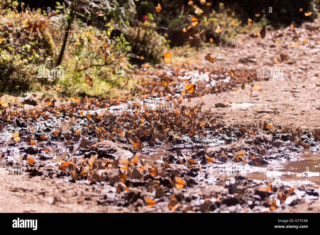 Mexico, State of Michoacan, Angangueo, Monarch Butterfly Biosphere ...