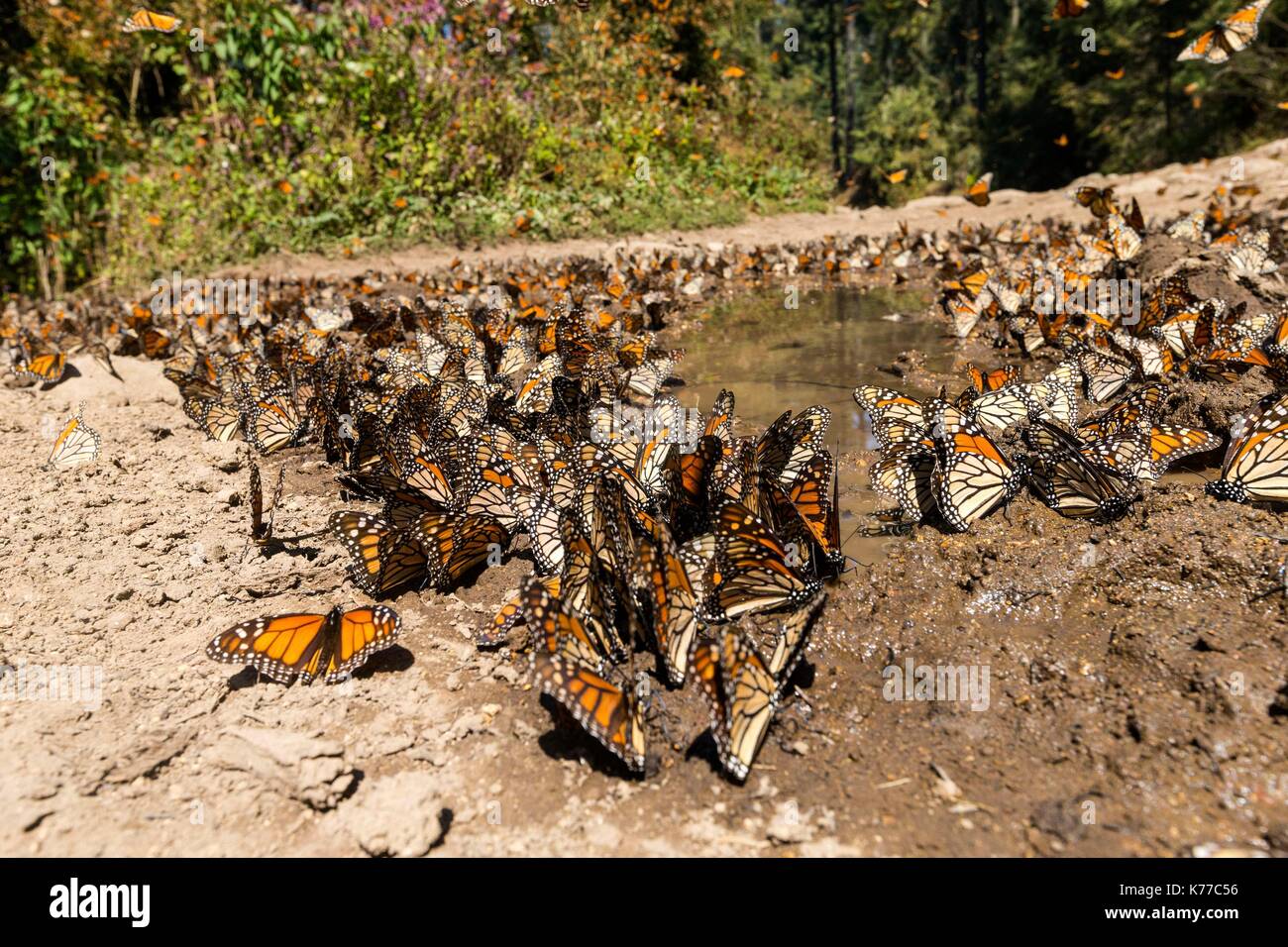 Mexico, State of Michoacan, Angangueo, Monarch Butterfly Biosphere ...