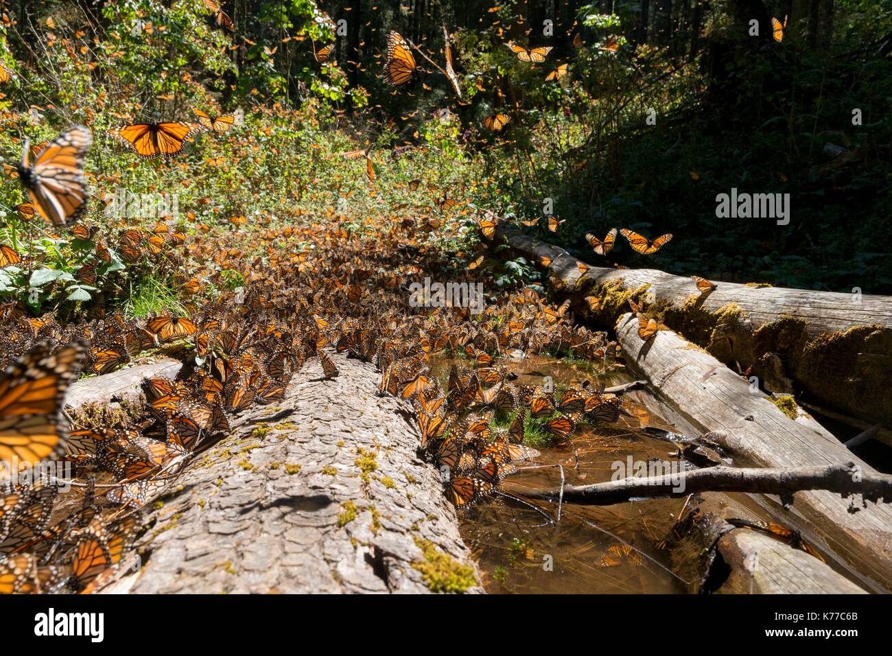Mexico, State of Michoacan, Angangueo, Monarch Butterfly Biosphere ...