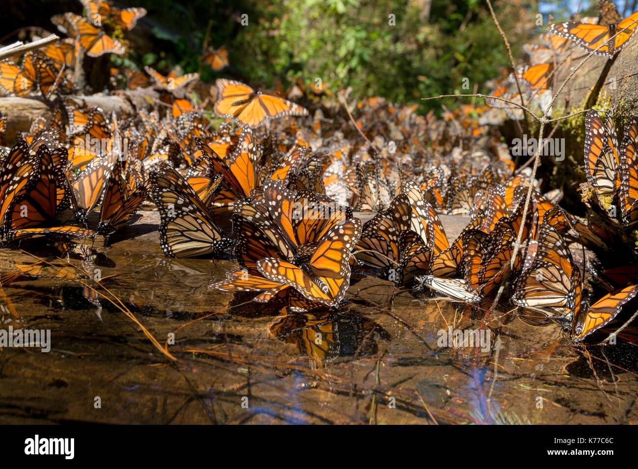Mexico, State of Michoacan, Angangueo, Monarch Butterfly Biosphere ...