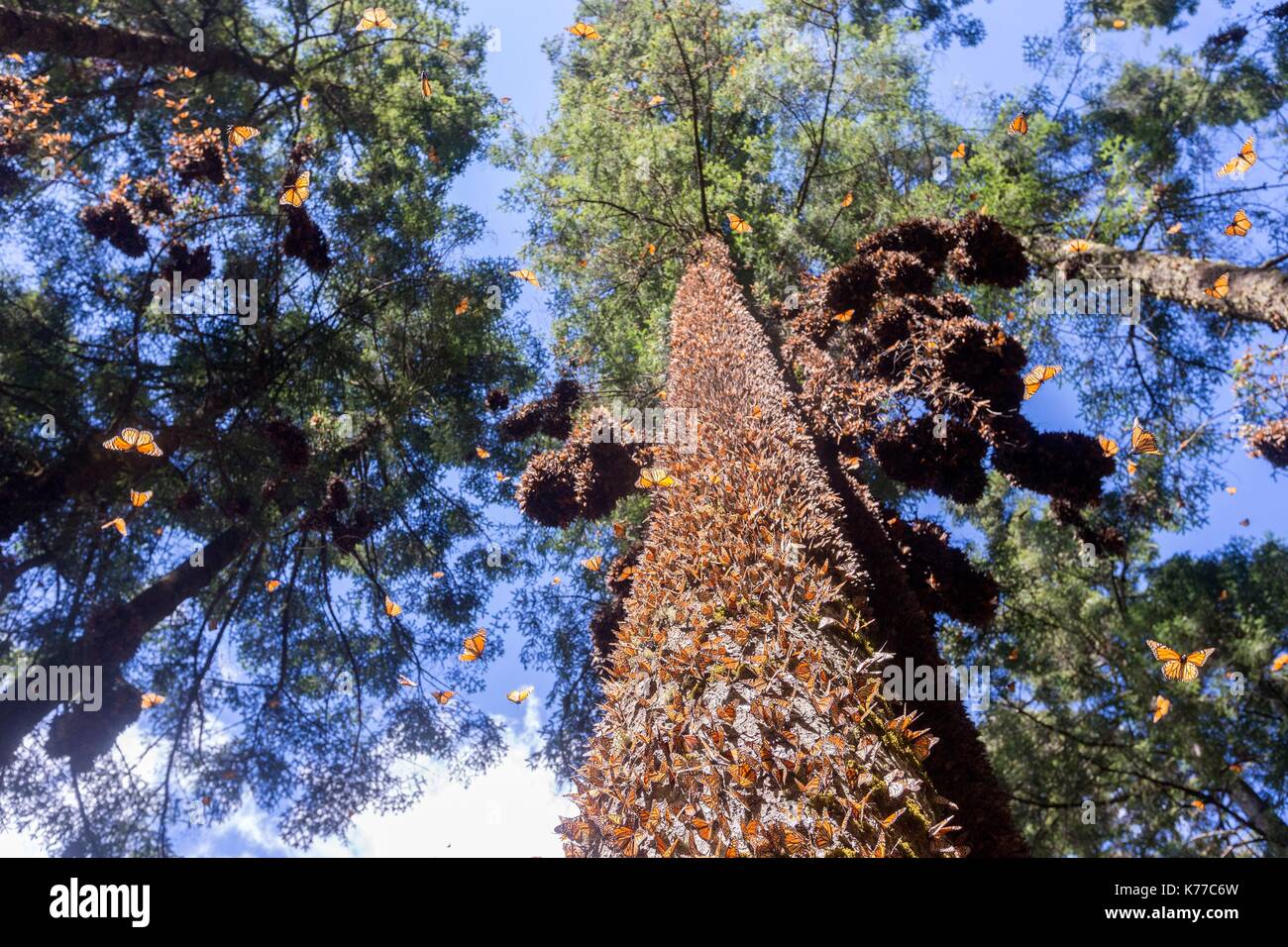 Mexico, State of Michoacan, Angangueo, Monarch Butterfly Biosphere ...