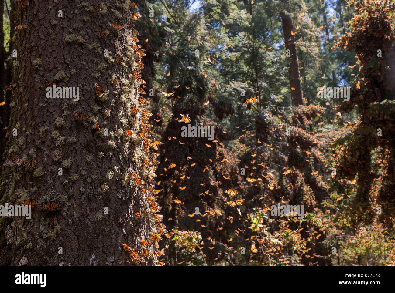 Mexico, State of Michoacan, Angangueo, Monarch Butterfly Biosphere ...