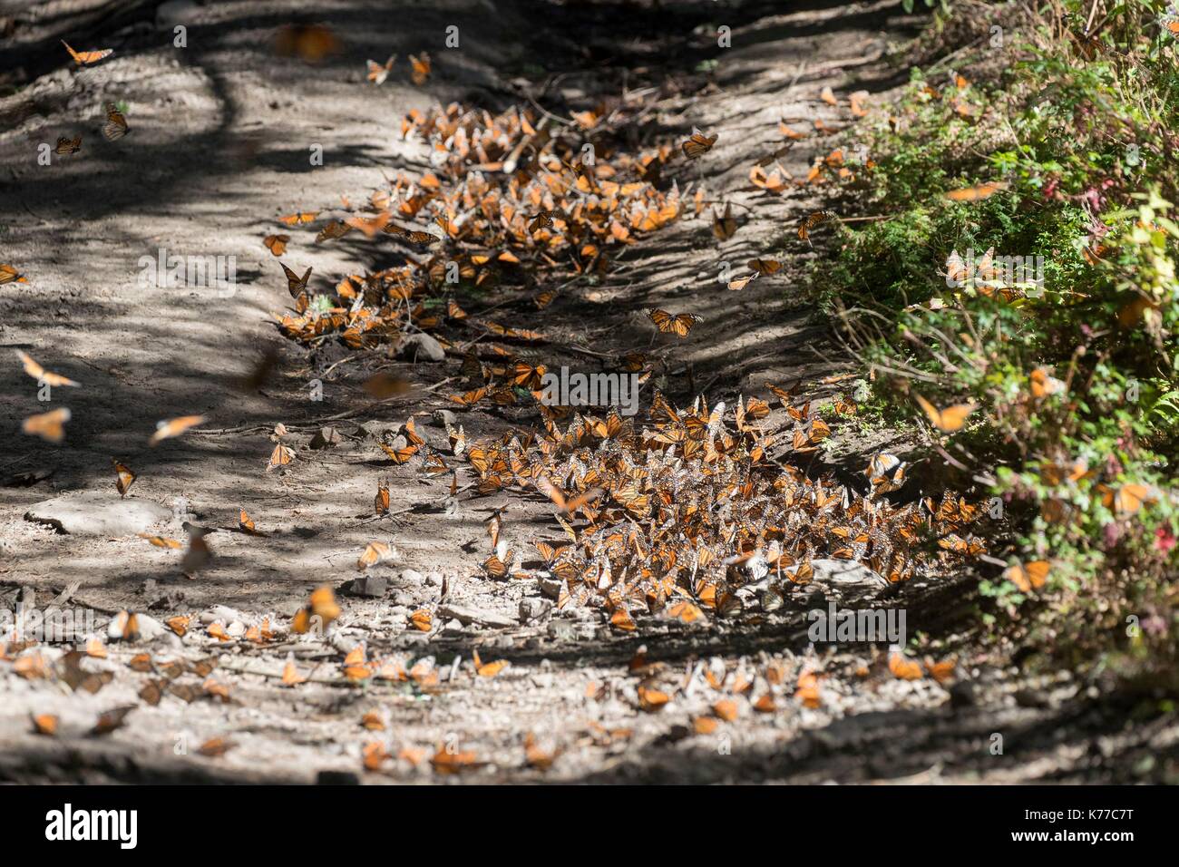 Mexico, State of Michoacan, Angangueo, Monarch Butterfly Biosphere ...