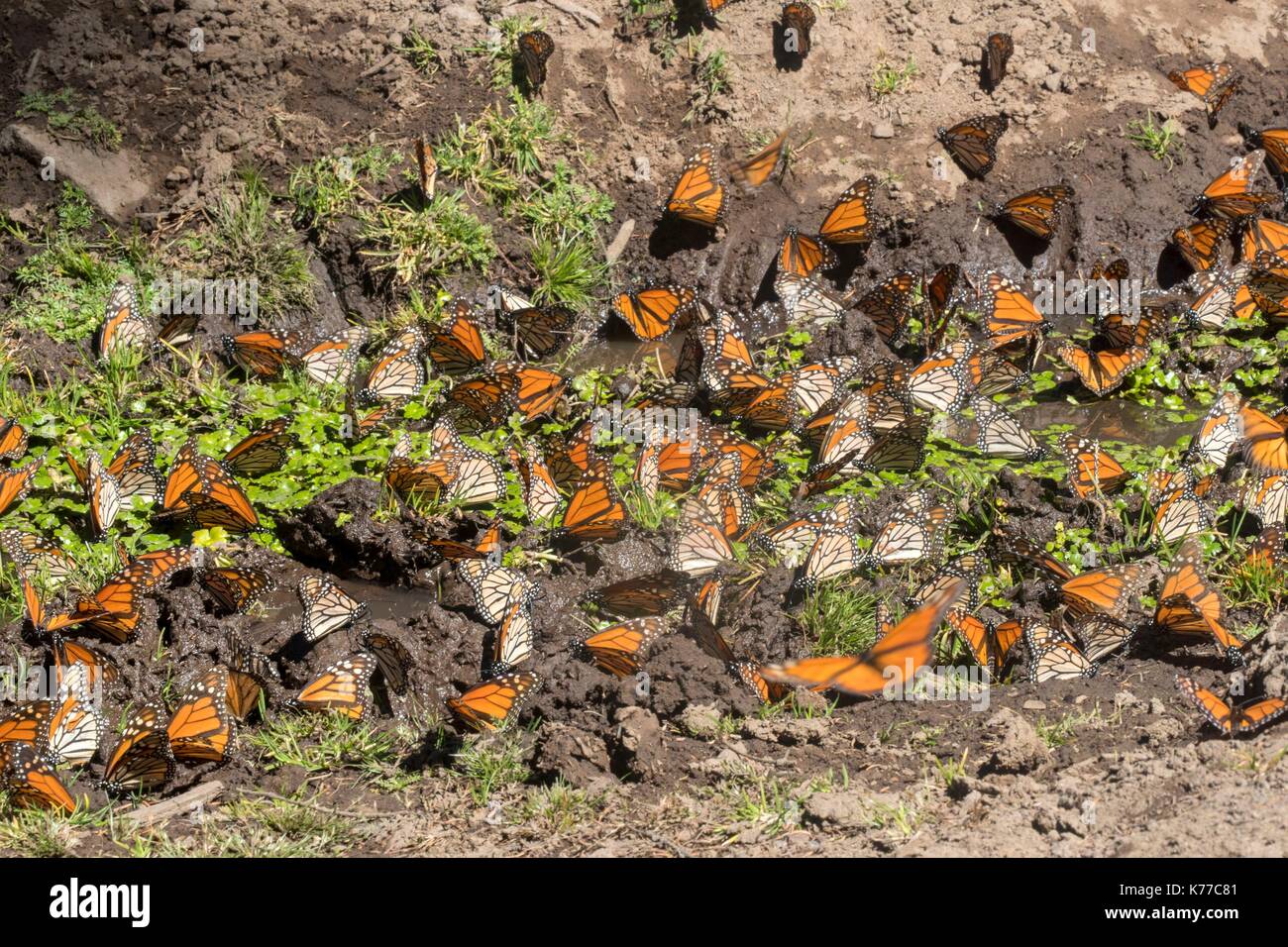 Mexico, State of Michoacan, Angangueo, Monarch Butterfly Biosphere ...