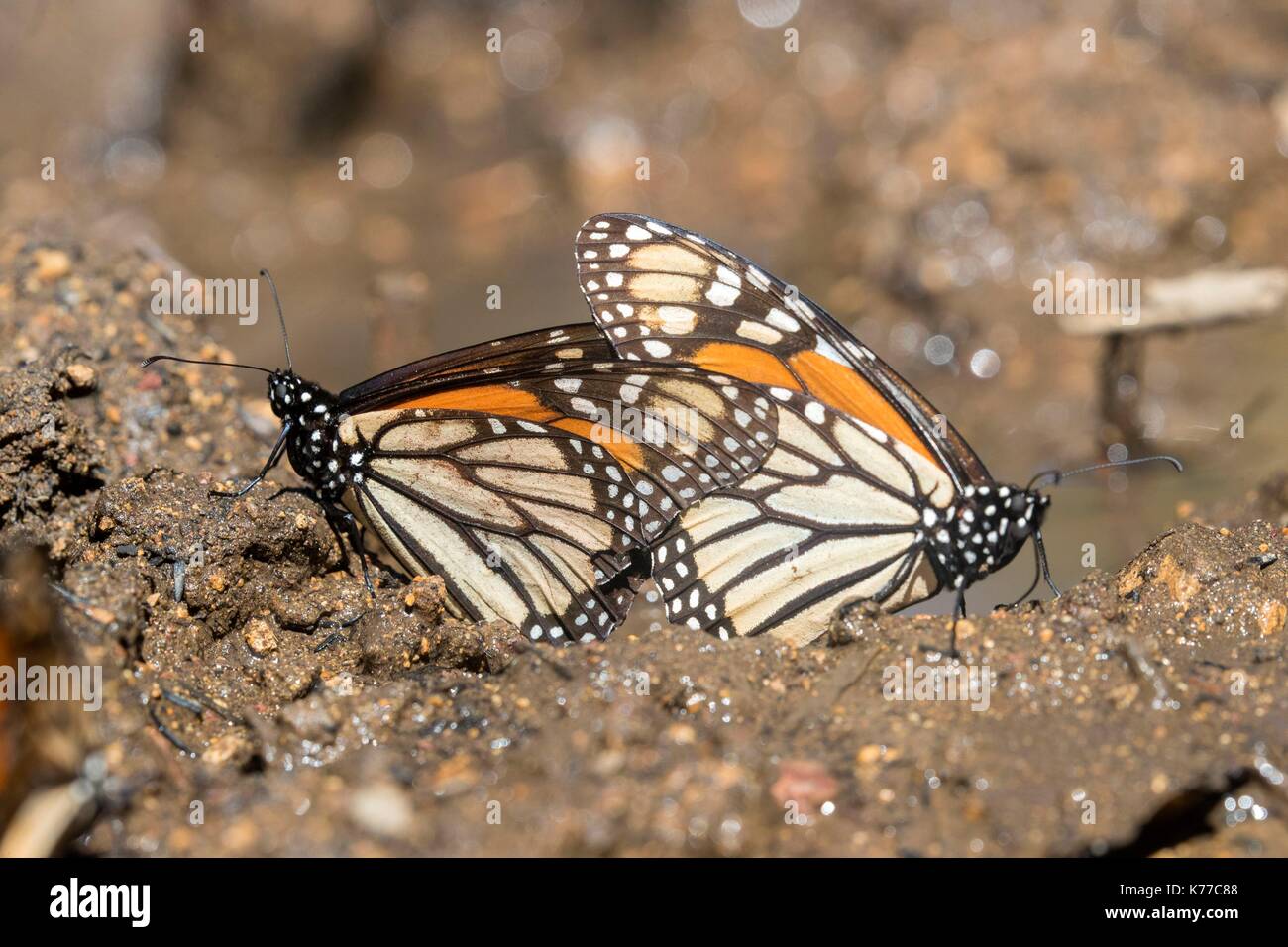 Mexico, State of Michoacan, Angangueo, Monarch Butterfly Biosphere ...