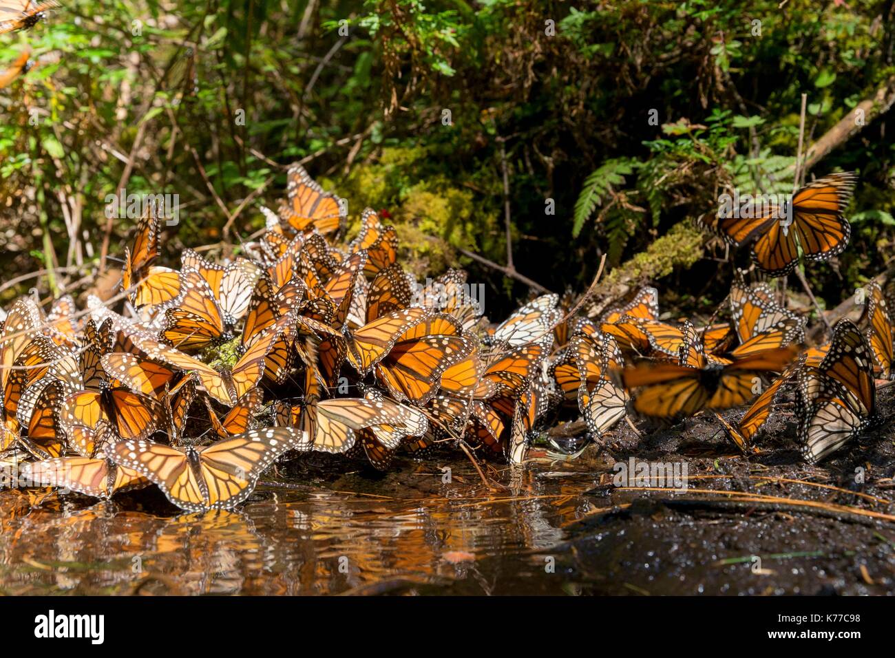 Mexico, State of Michoacan, Angangueo, Monarch Butterfly Biosphere ...