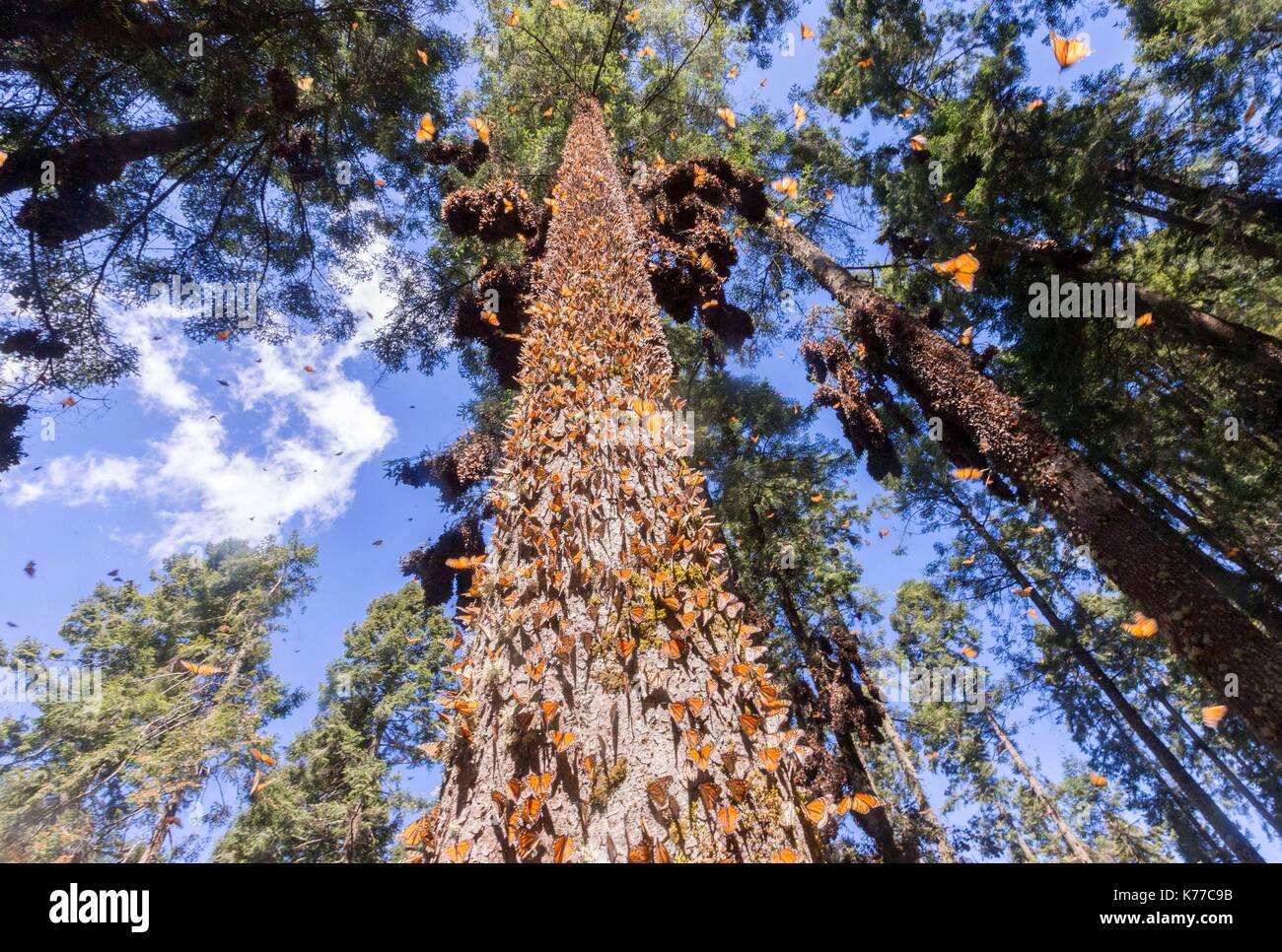 Mexico, State of Michoacan, Angangueo, Monarch Butterfly Biosphere ...
