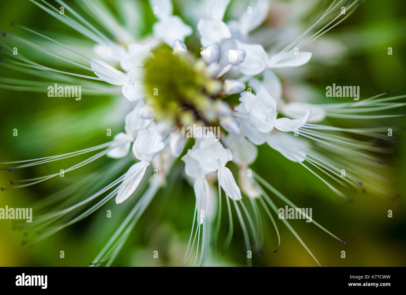 United Kingdom, Montserrat, English-speaking Caribbean, Olveston, close ...