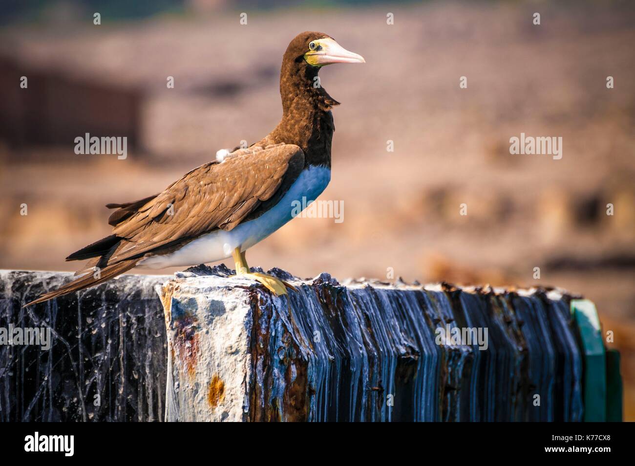 Old pontoon hi-res stock photography and images - Alamy