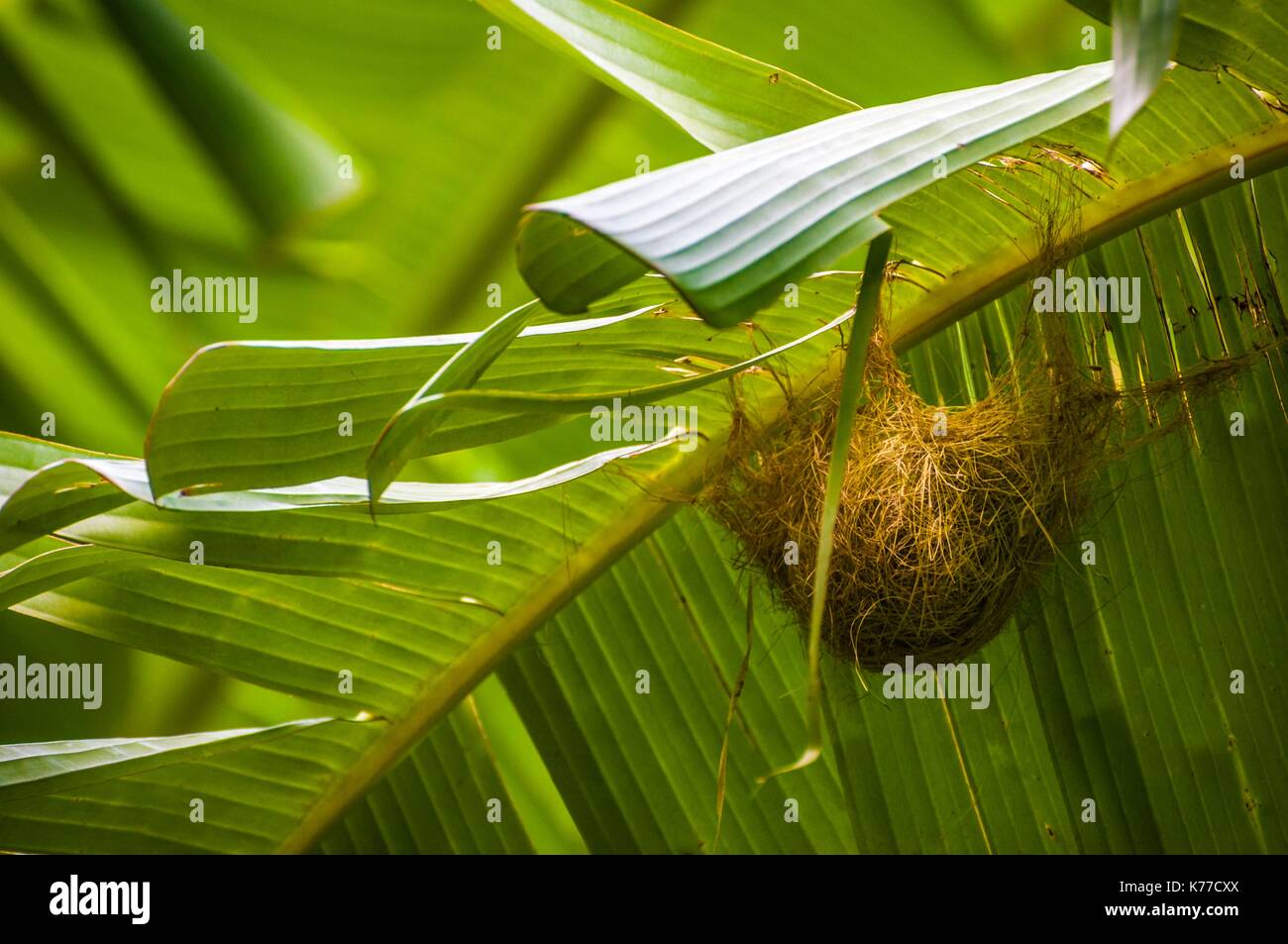 Montserrat leaf hi-res stock photography and images - Alamy