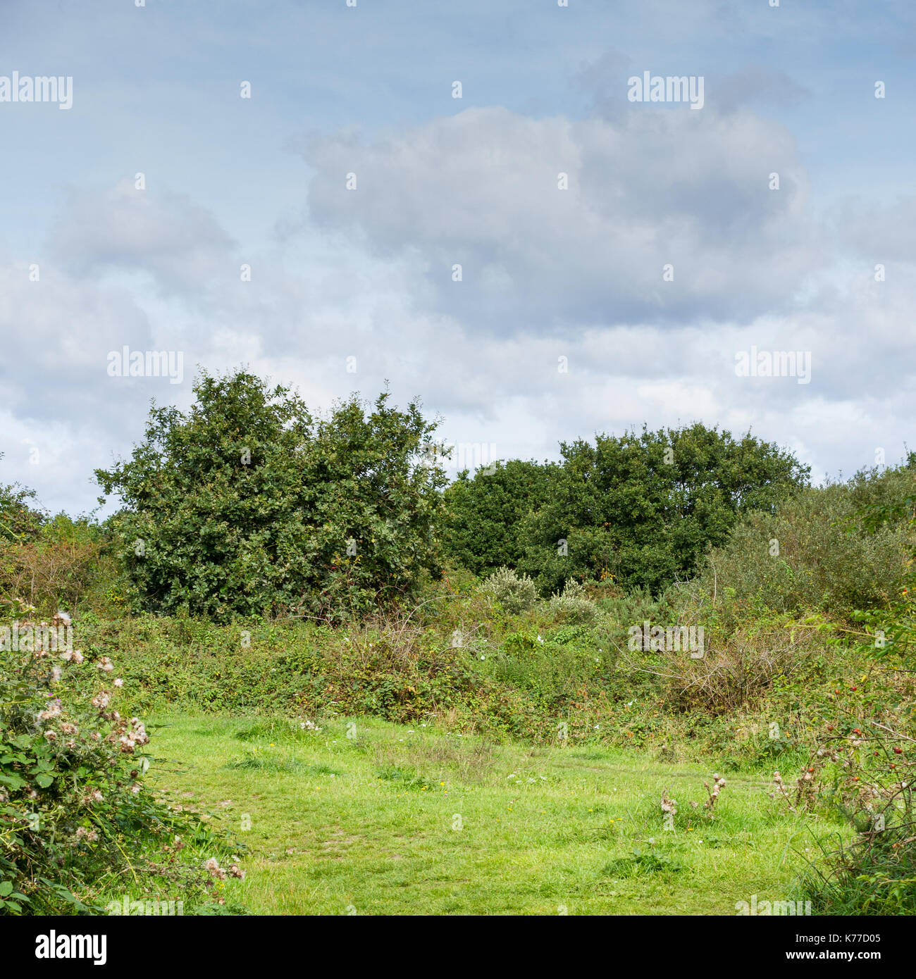 Turbary common hi-res stock photography and images - Alamy