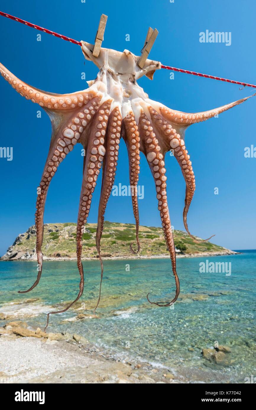 Octopus bay crete hi-res stock photography and images - Alamy