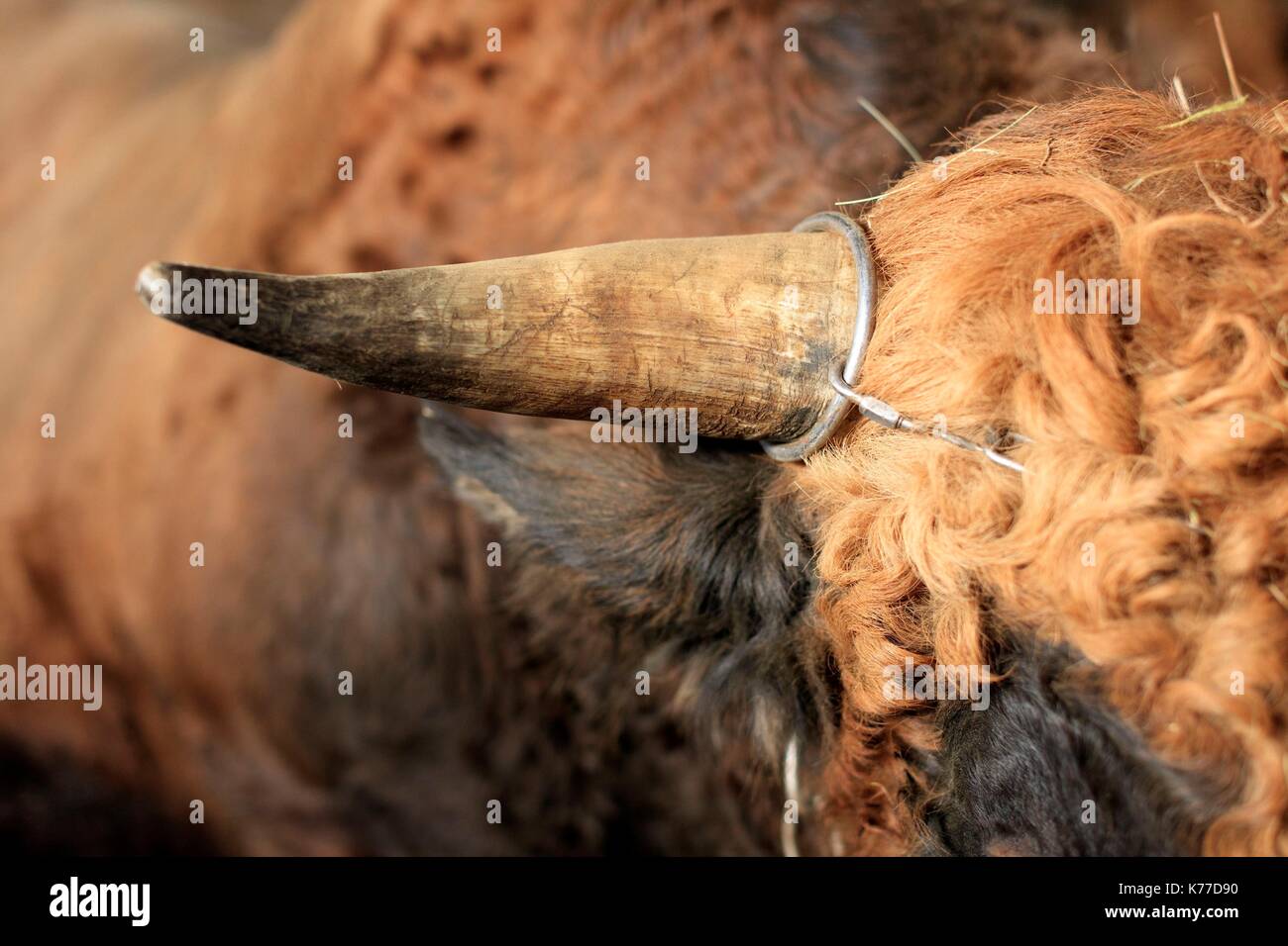 France, Lozere, Plateau de l'Aubrac, Nasbinals, Salhiens farm, Aubrac ...
