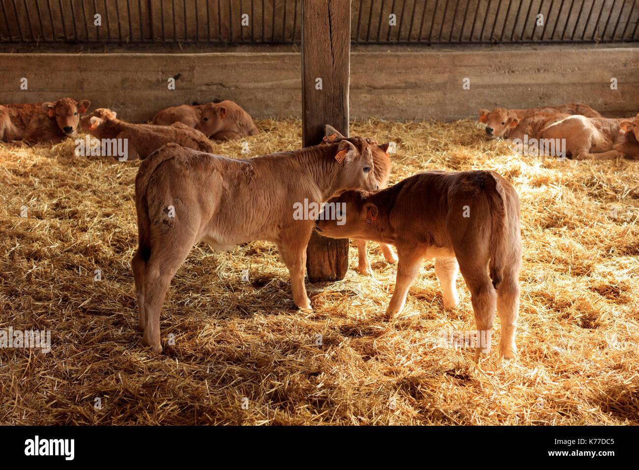 France, Lozere, Aubrac Plateau, Nasbinals, the Salhiens farm, Aubrac ...