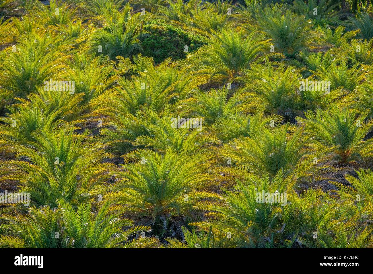 Greece, Eastern Crete, Lassithi district, Sitia Nature park is part of ...