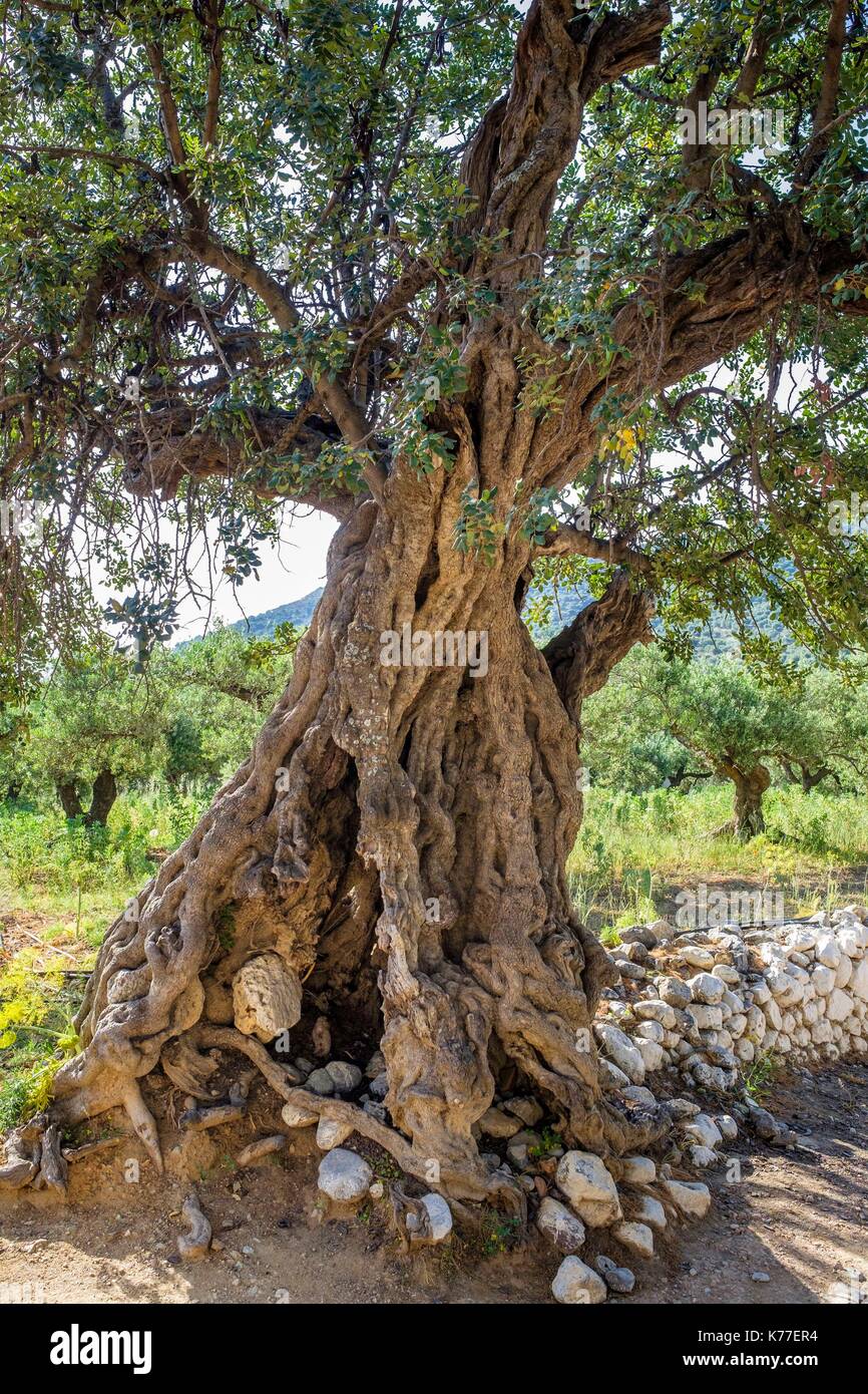Carob trees crete hi-res stock photography and images - Alamy