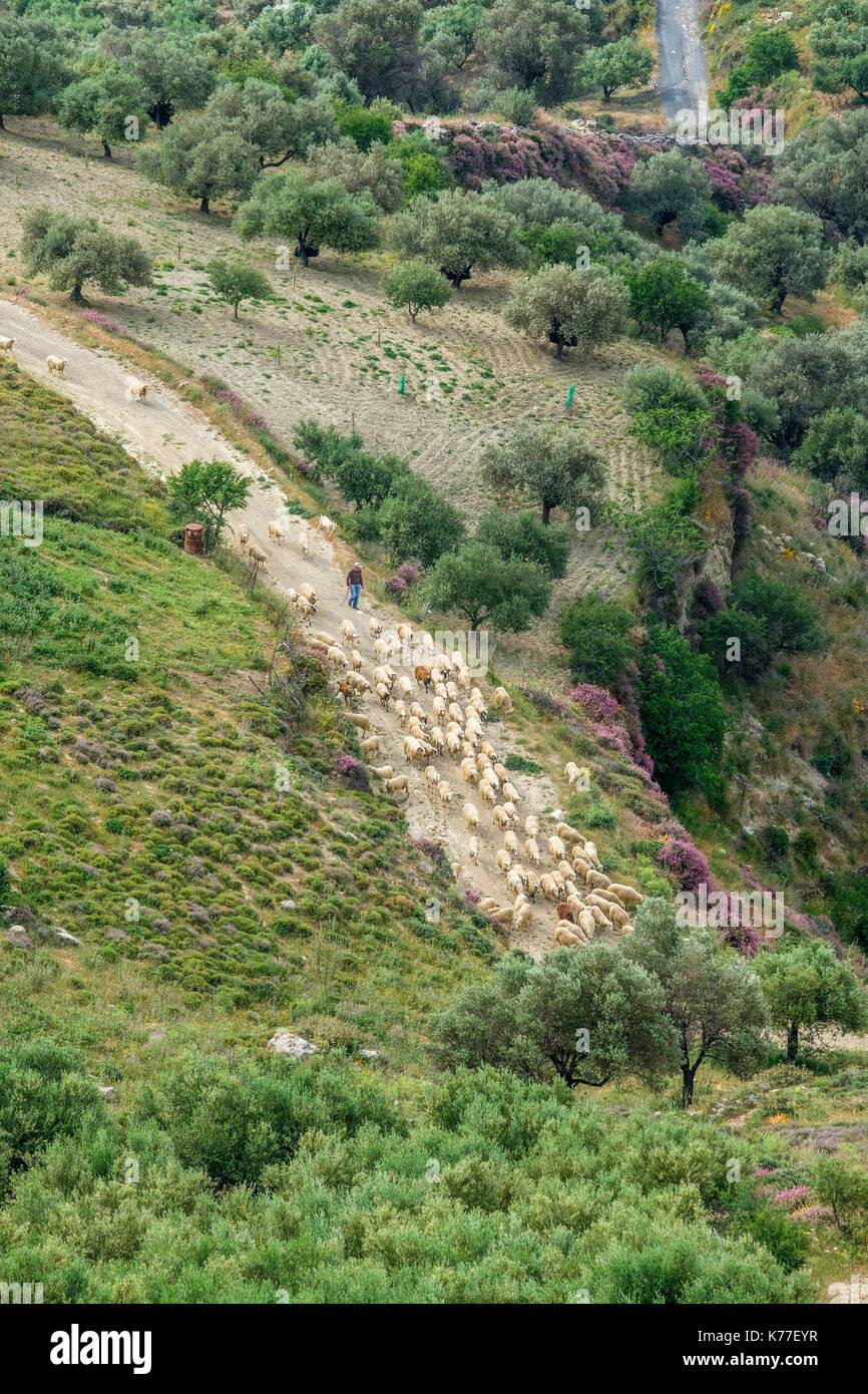 Greece, Crete, Heraklion district, Messara Plaine, shepherd and his ...