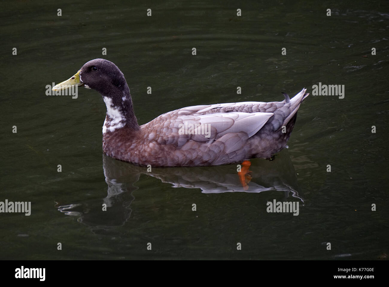 Pale coloured hybrid mallard duck also termed a manky mallard Stock ...