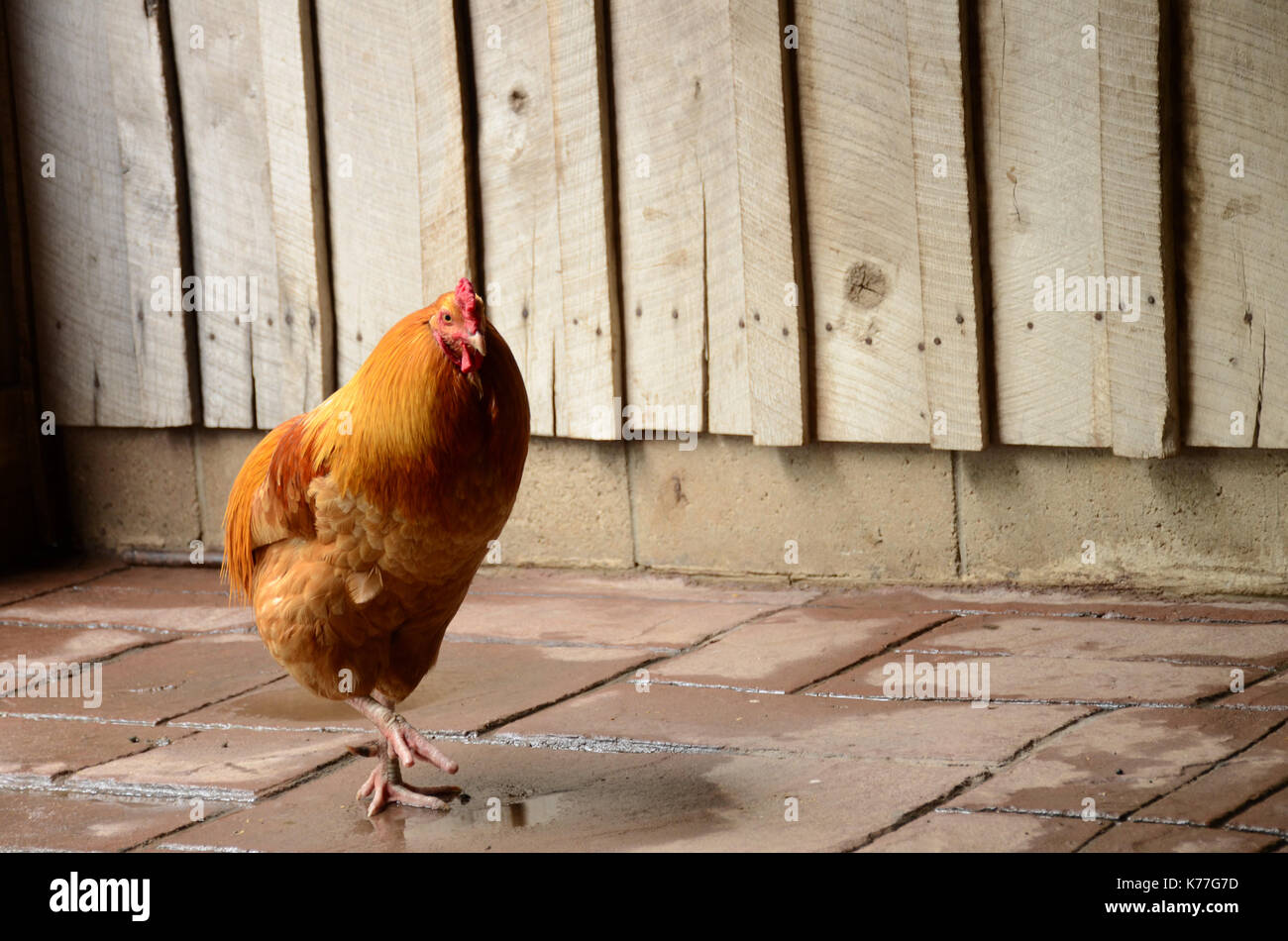 Chicken on brick walkway in barn Stock Photo - Alamy