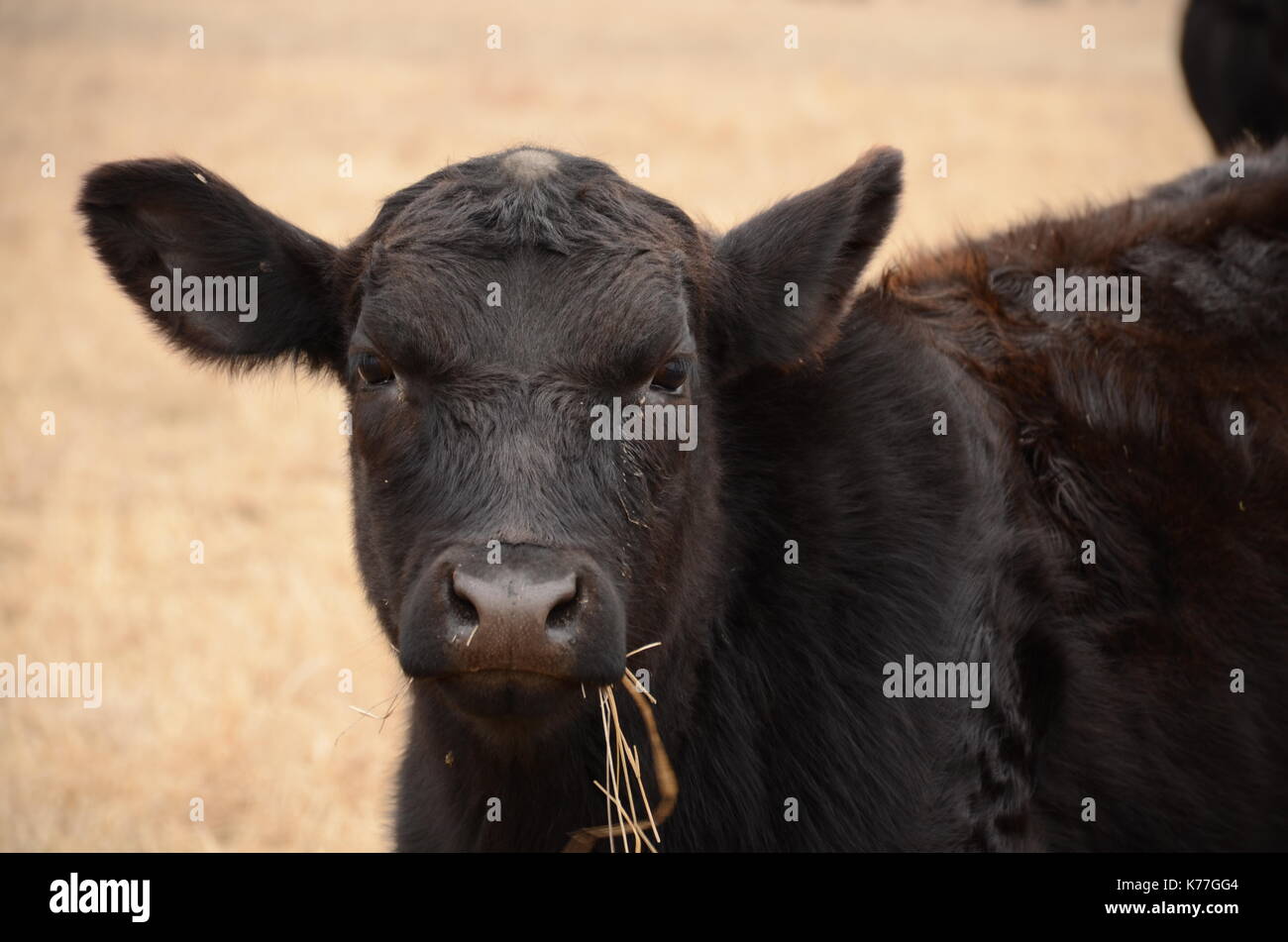 Black Angus calf head shot with hay sticking out of mouth Stock Photo ...