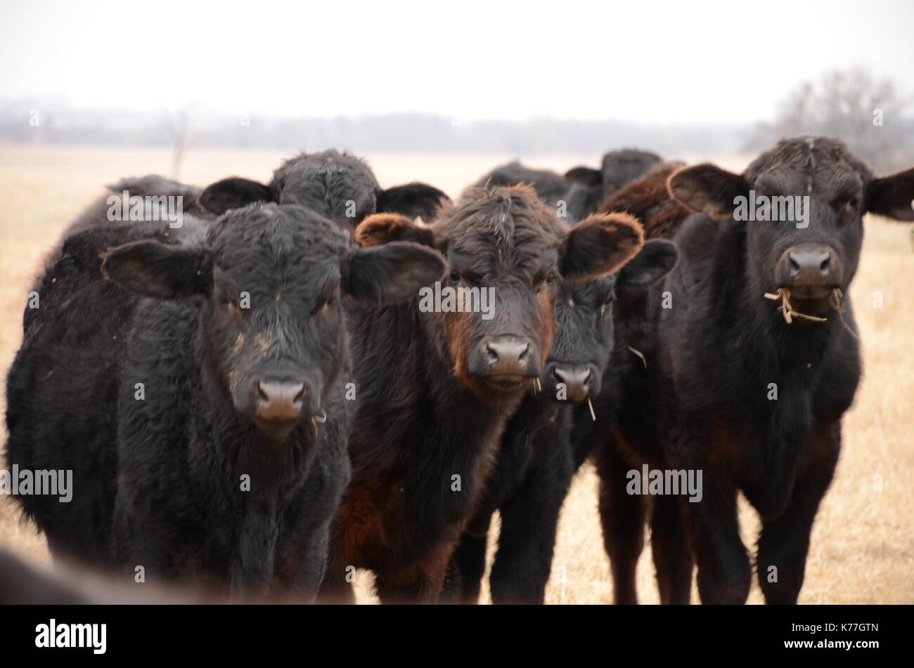 Cattle industry hi-res stock photography and images - Alamy