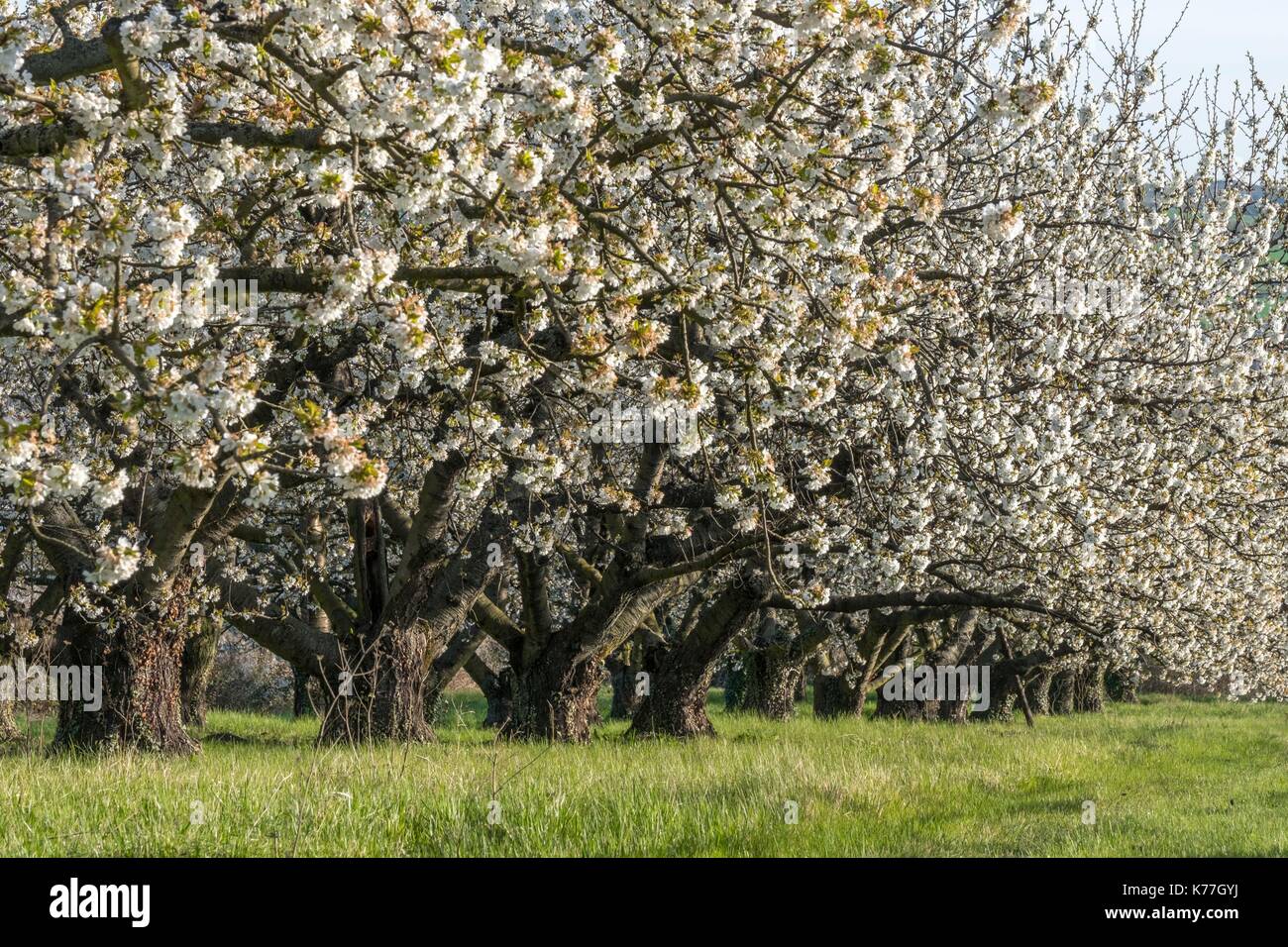 Tallende hi-res stock photography and images - Alamy