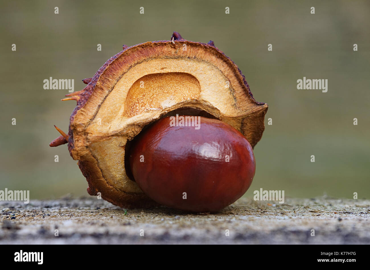 Conkers and the outer shell from the horse chestnut tree Stock Photo ...