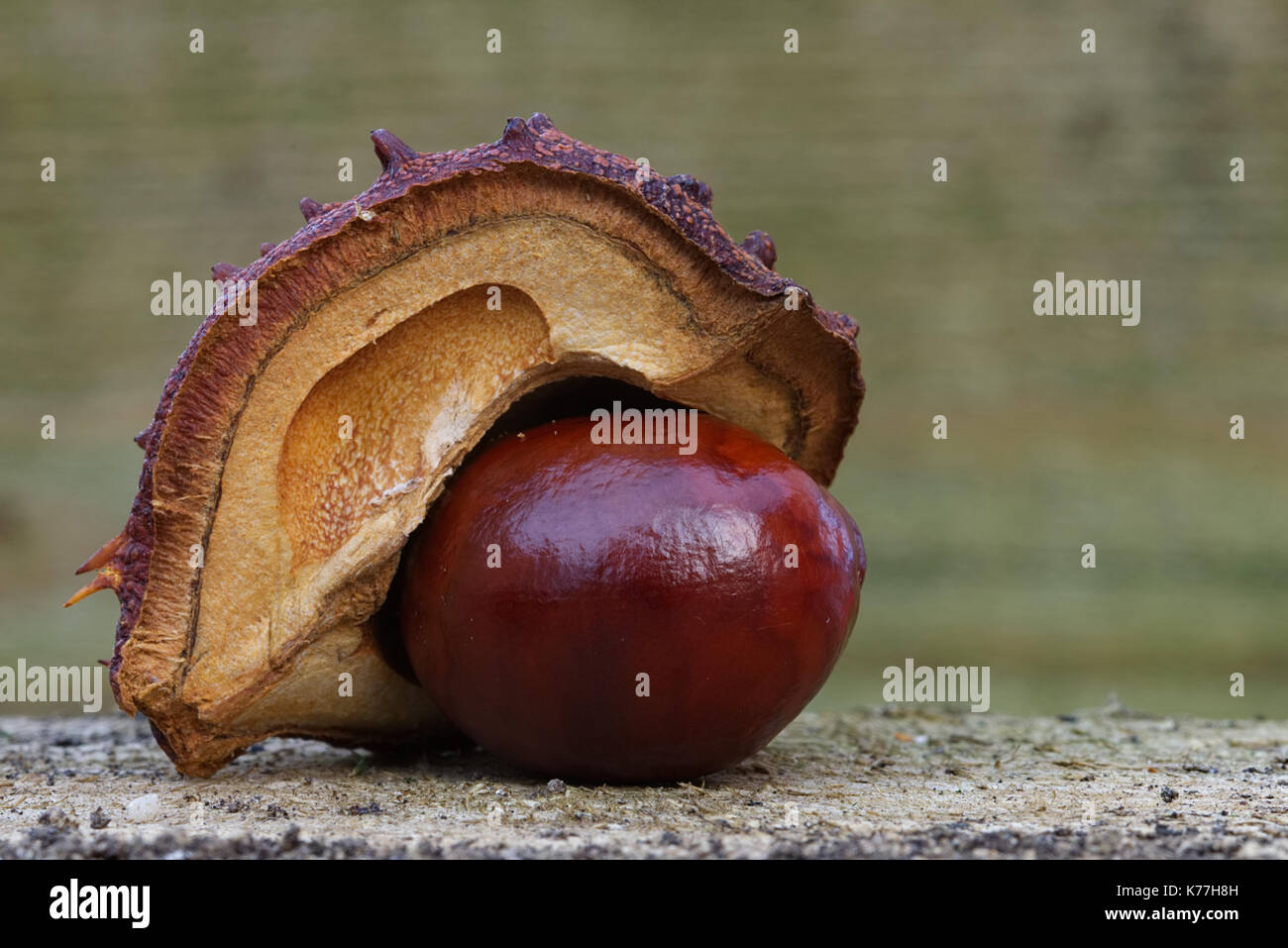 Conker Shell Stock Photos & Conker Shell Stock Images - Alamy