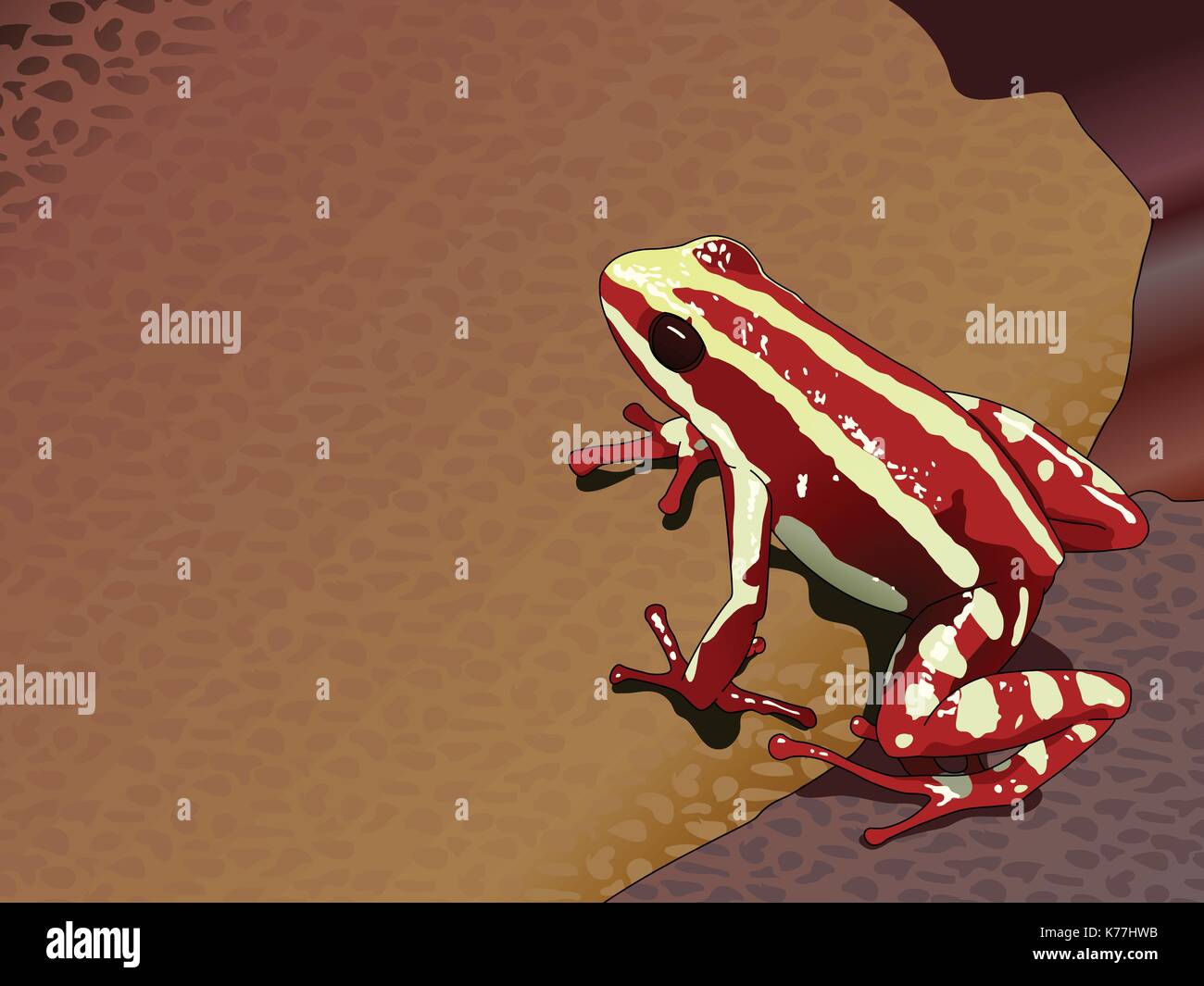 Drawing of a red frog Epipedobates anthonyi (Dendrobatidae) - Vector ...