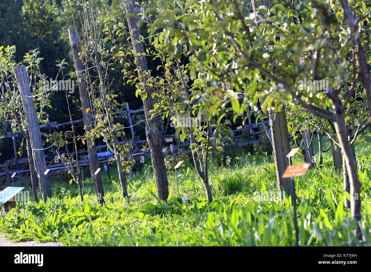 France, Vaucluse, Avignon, Epicurium, Living Museum of Fruits and ...