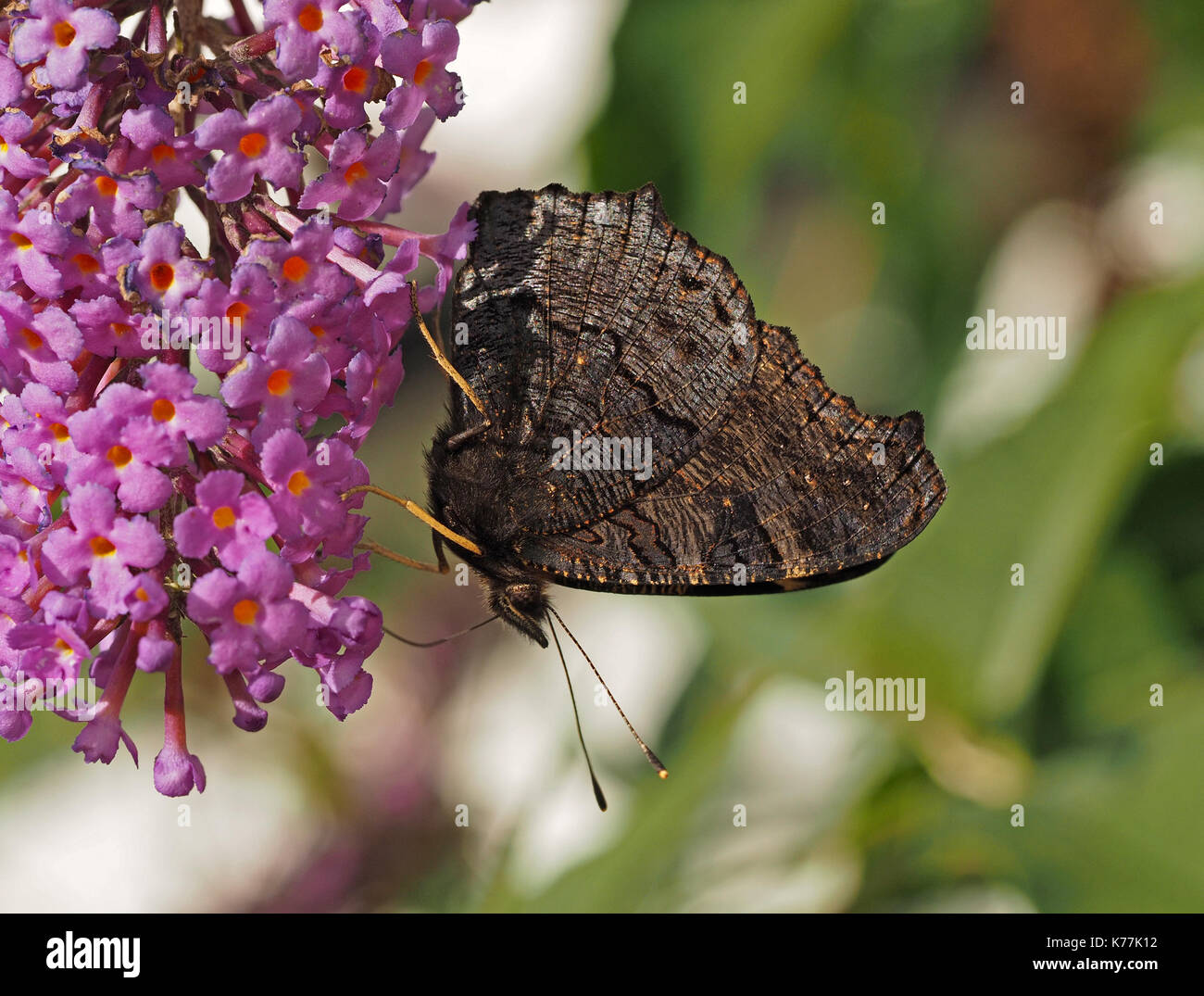 detail of underside of Peacock butterfly with closed wings feeding on ...