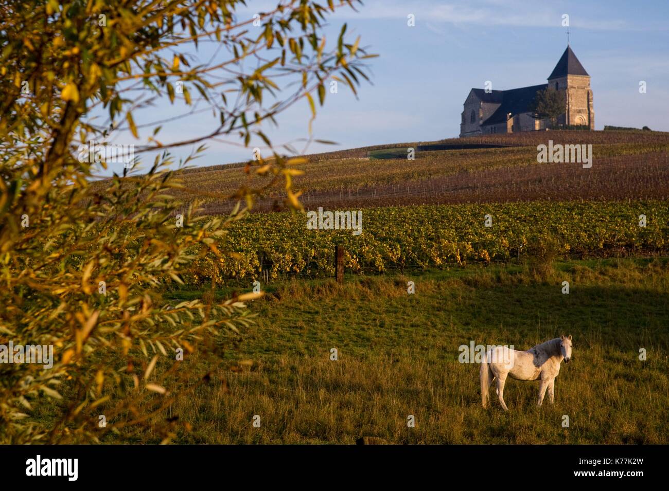 France, Marne, Pierry, church of Chavot and a horse Stock Photo - Alamy