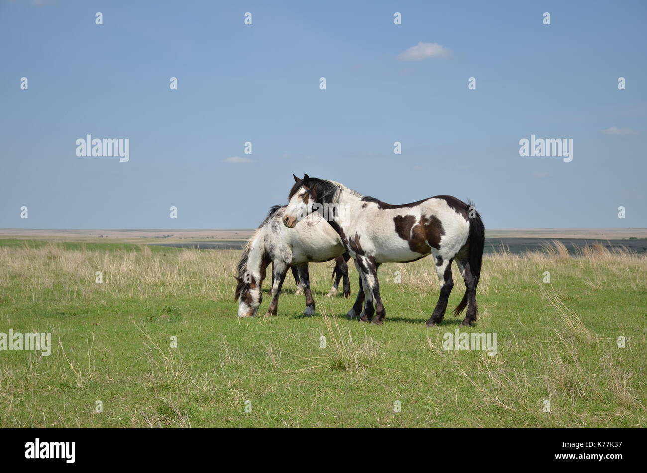 Appaloosa horses hi-res stock photography and images - Alamy