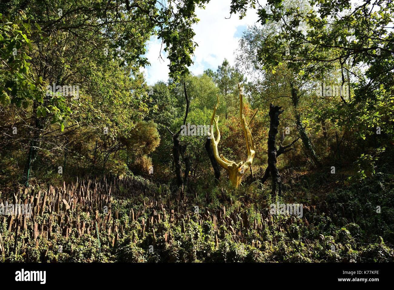 France, Morbihan, Broceliande Forest, Trehorenteuc, L'Arbre d'Or (the ...