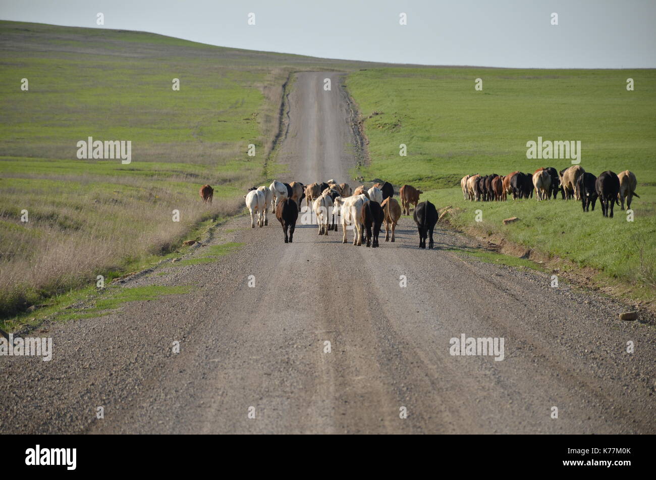 A herd of cattle walks down a rural gravel road on the open prairie ...