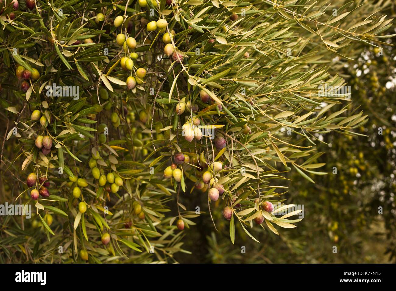 Jaen region hi-res stock photography and images - Alamy