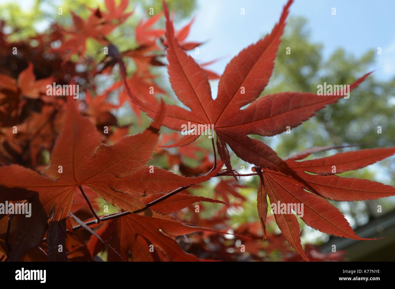Carolina maple hi-res stock photography and images - Alamy